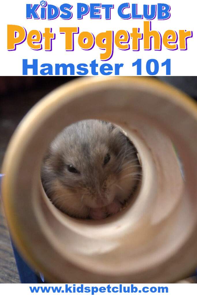 Get To Know Just What A Hamster Is - Kid's Pet Club