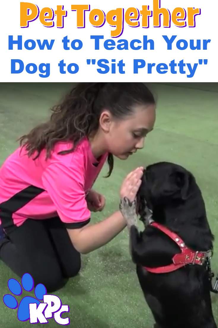 Learn How To Teach Your Dog To Sit Pretty With Jordan learn-how-to-teach-your-dog-to-sit-pretty-with-jordan