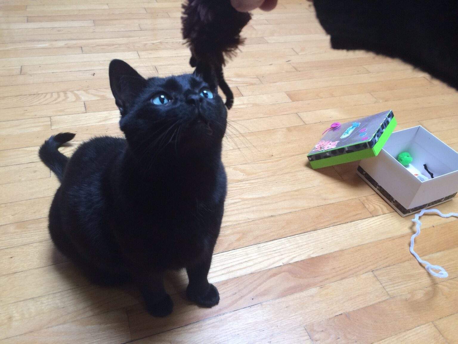 How To Make A Box Full Of DIY Cat Toys - Kid's Pet Club