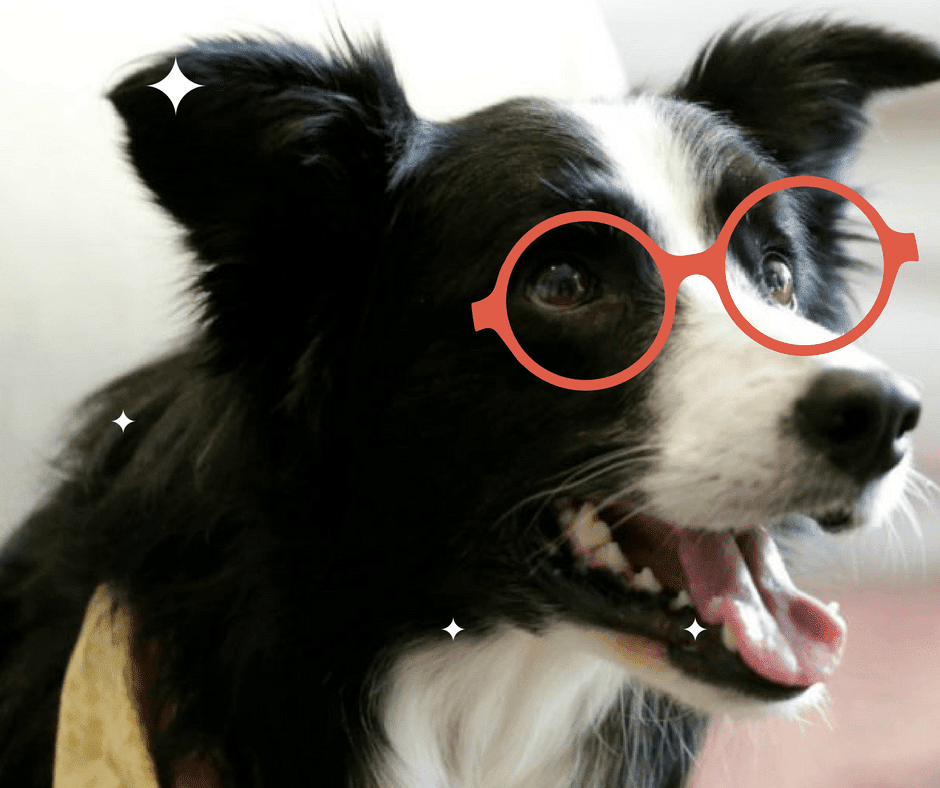 Did you know these 10 Cool Facts About Dogs? - Kid's Pet Club